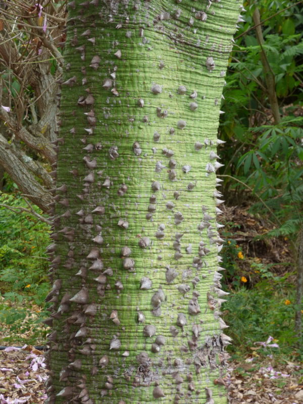 Buddha Tree: Buy a plant of Buddha Tree online in Pakistan - Bagh.pk