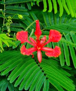Gulmohar Plant: Buy Gulmohar plant online in Pakistan - Bagh.pk