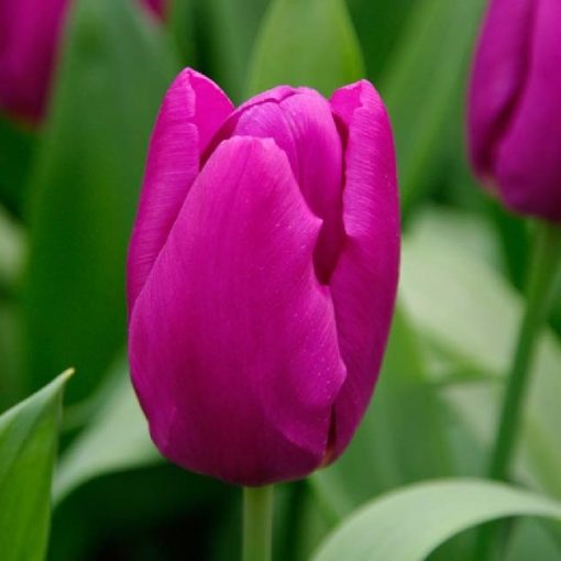 Buy Purple Crystal Tulip Bulbs (Purple, 5 Bulbs) : 2020 Collection ...