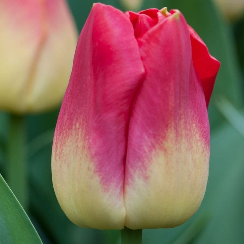 Tulip 'Match' Plant: Buy Tulip plants online in Pakistan - Bagh.pk