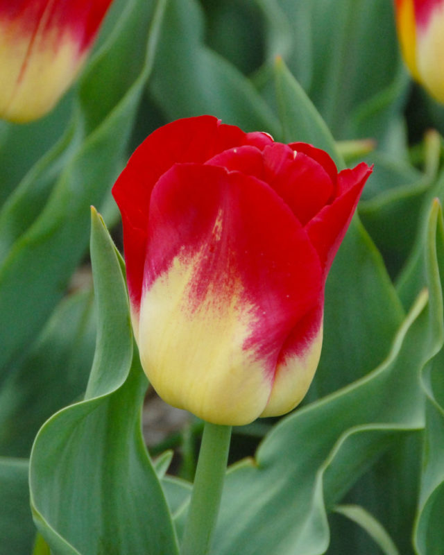 Tulip 'Match' Plant: Buy Tulip plants online in Pakistan - Bagh.pk