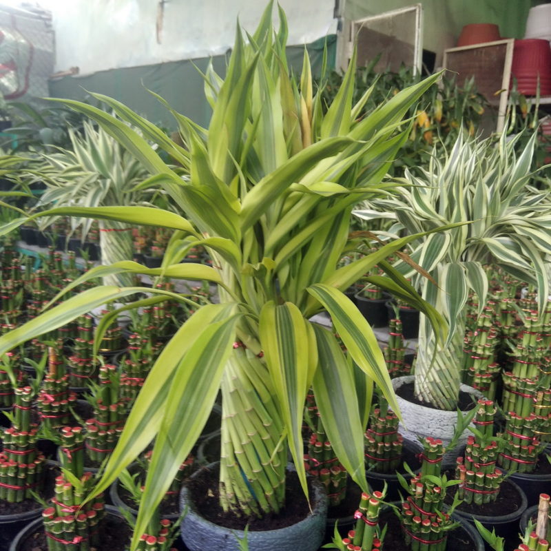 Variegated Lucky Bamboo Spiral Cage: Buy Lucky Bamboo in Pakistan - Bagh.pk