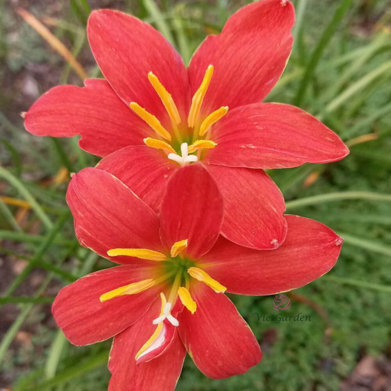 Rain Lily Dazzling Flame Bulb: Buy quality flowers bulbs online in ...