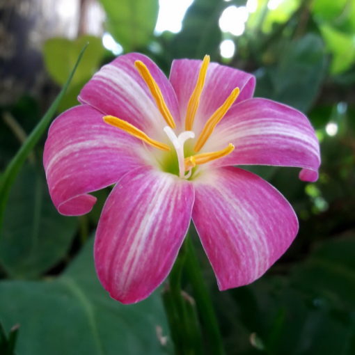 Rain Lily Light Pooping Bulb: Buy quality flowers bulbs online in ...
