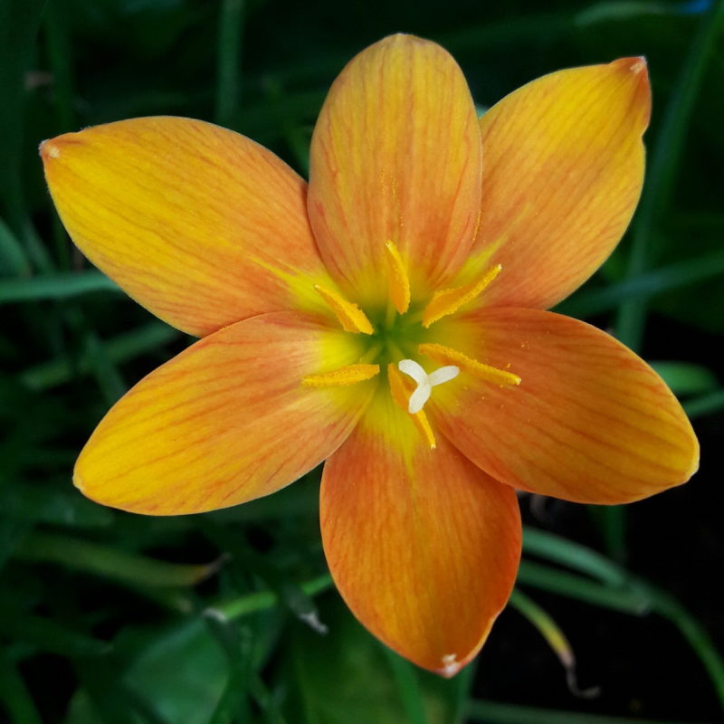 Rain Lily Moonstone Bulb: Buy quality flowers bulbs online in Pakistan ...