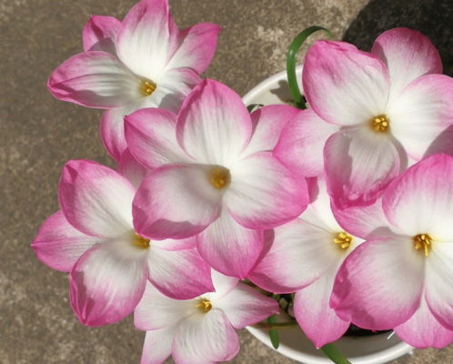 Rain Lily Rounded Bulb: Buy quality flowers bulbs online in Pakistan ...