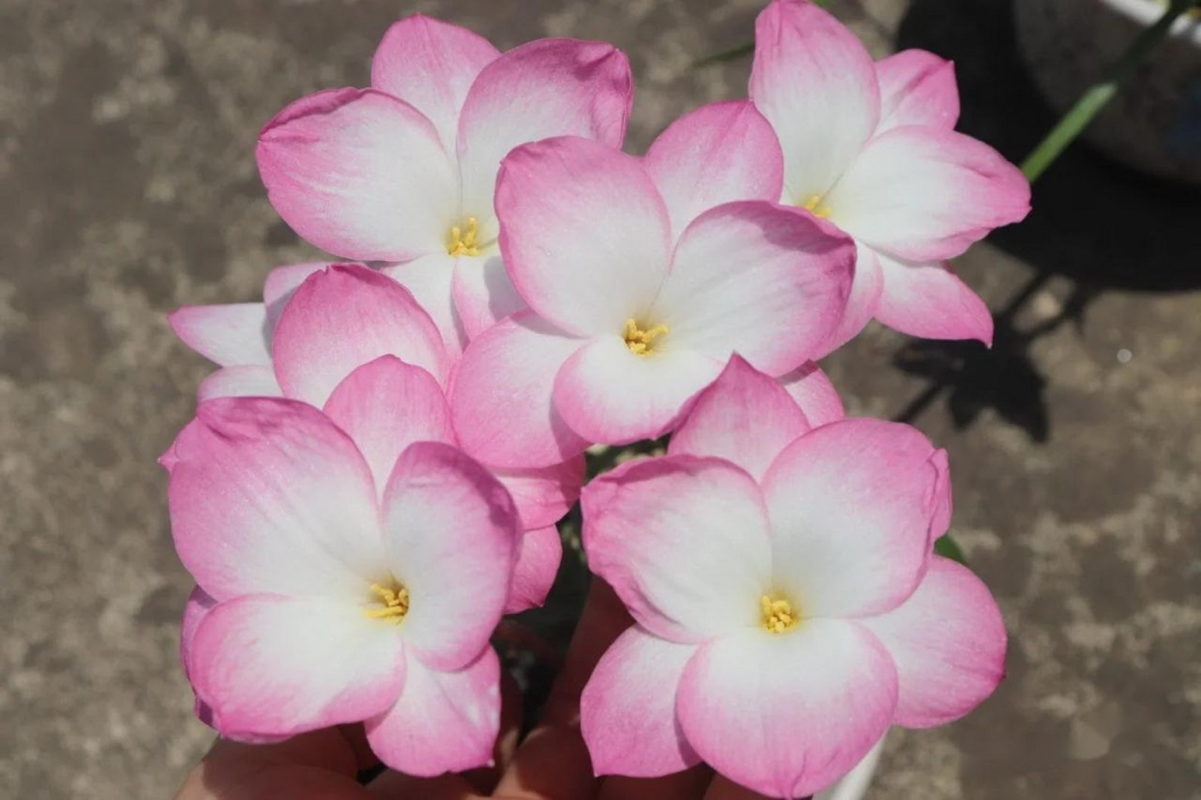 Rain Lily Rounded Bulb: Buy quality flowers bulbs online in Pakistan ...