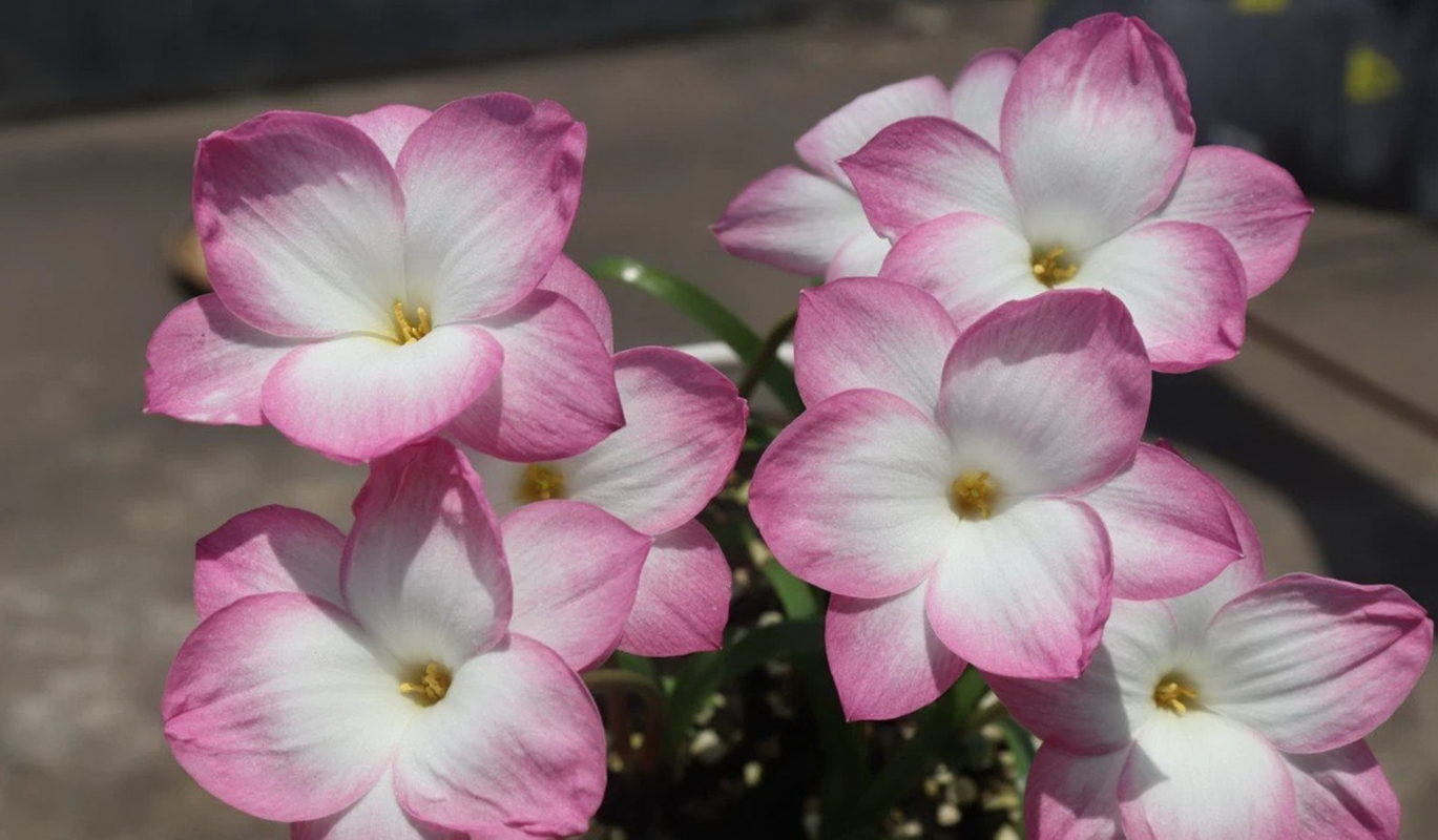 Rain Lily Rounded Bulb: Buy quality flowers bulbs online in Pakistan ...
