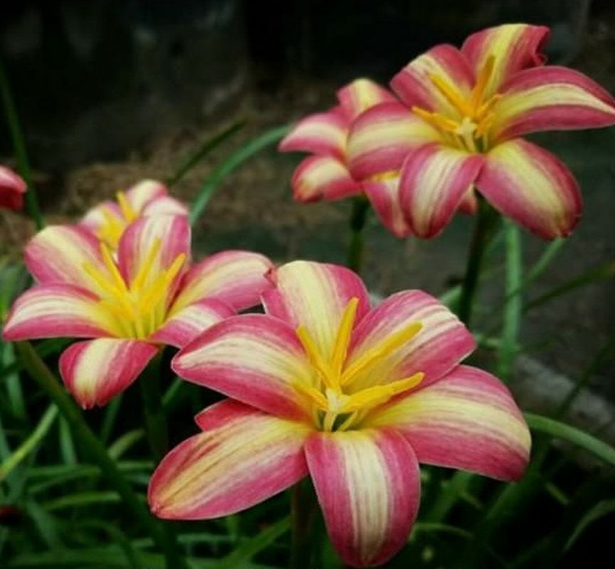 Rain Lily Small Hybrid Bulb: Buy quality flowers bulbs online in ...
