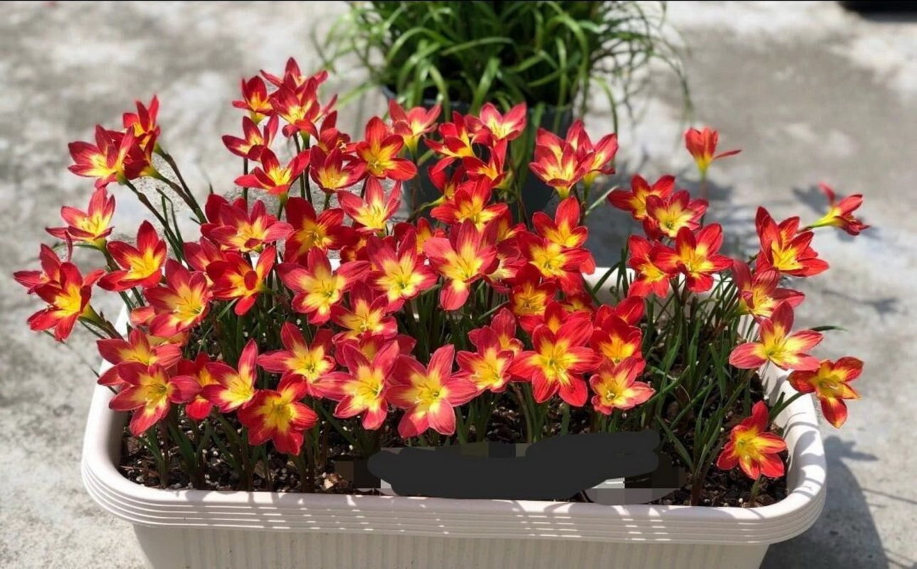 Rain Lily Young Love Bulb: Buy quality flowers bulbs online in Pakistan ...