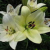 'Ercolano' Lilium Bulbs (LA Hybrid, Cream White, 4 bulbs) - Bagh.pk