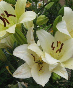 'Ercolano' Lilium Bulbs (LA Hybrid, Cream White, 4 bulbs) - Bagh.pk