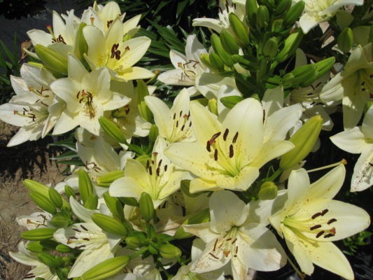 'Ercolano' Lilium Bulbs (LA Hybrid, Cream White, 4 bulbs) - Bagh.pk