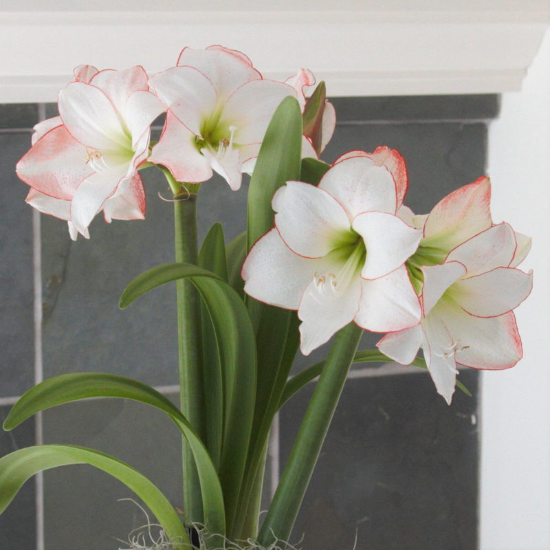 Picotee Amaryllis Bulb - Bagh.pk