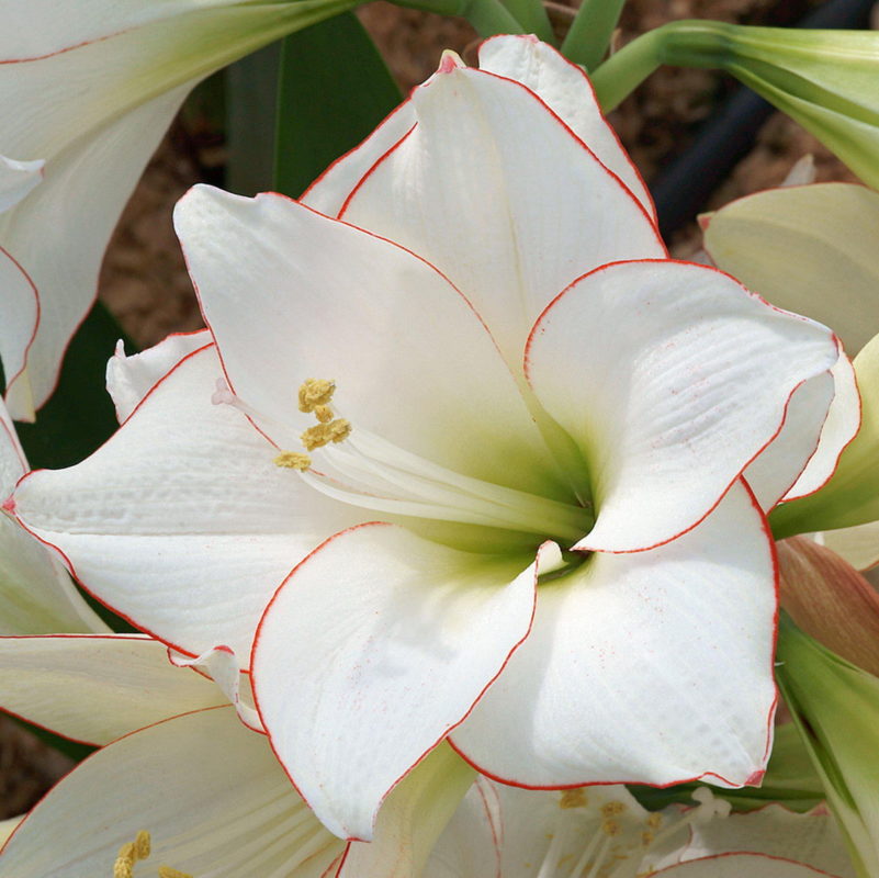 Picotee Amaryllis Bulb - Bagh.pk