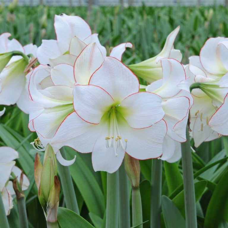 Picotee Amaryllis Bulb - Bagh.pk