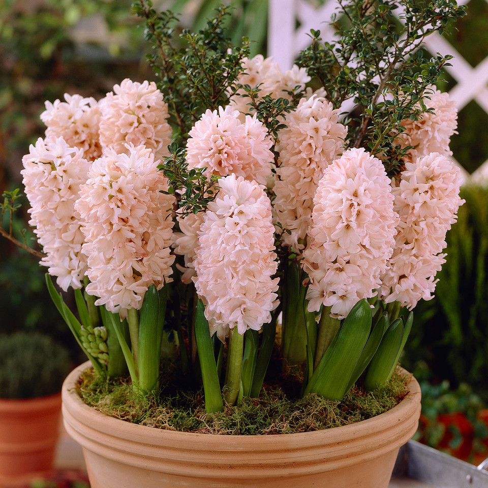 Hyacinth China Pink: Buy forced, imported hyacinth bulbs online in ...