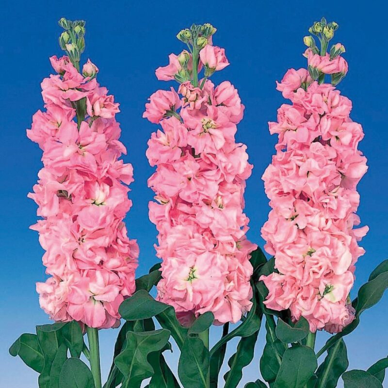 Stock Iron F1: Buy Stock flower seeds online in Pakistan - Bagh.pk
